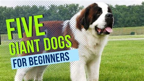 What Is The Number 1 Dog