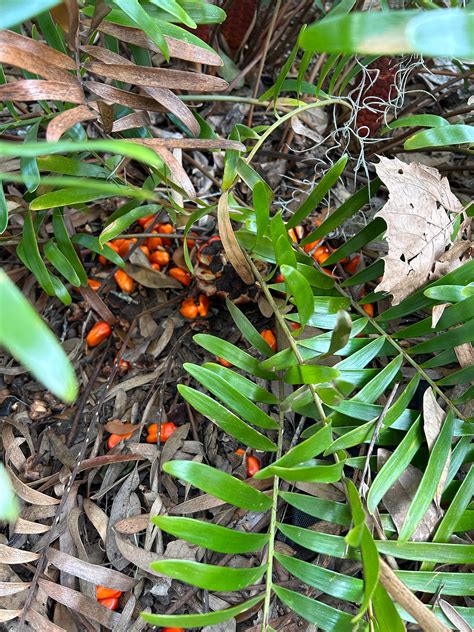 25 Coontie Seeds Florida Native Plant Seeds Cycad Seeds Zamia