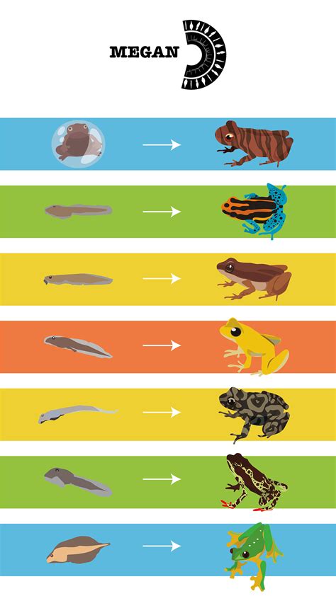 Motion Graphics Mega Evolutionary Dynamics In Anurans On Behance