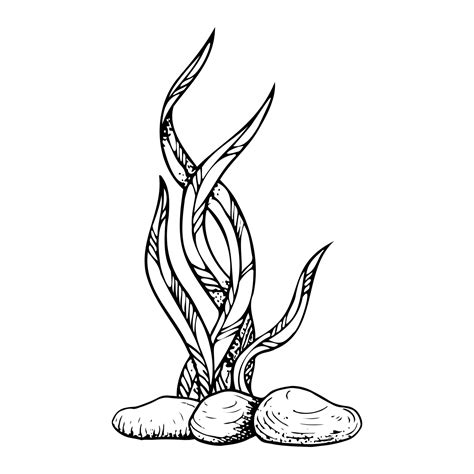 Black And White Seaweed With Seabed Stones Illustration Monochrome