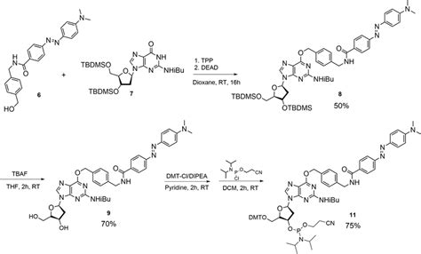 Synthesis Of Dabcyl Bg Nucleoside Phosphoramidite 10 Which Was Used As Download Scientific