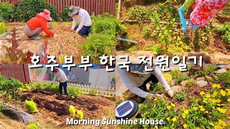 양파 🧅 수확하기 텃밭 유기농 산딸기 따기 텃밭 일구기 송엽국 모종 심기 Youtube