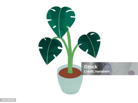 흰색 배경에 고립 된 냄비에 몬스터 식물의 벡터 그림 최소한의 열대 잎 집 집 장식 0명에 대한 스톡 벡터 아트 및 기타 이미지