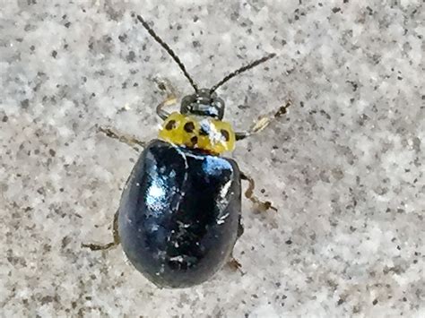 ハムシ科イチモンジハムシ一文字金花虫 奥行き1mの果樹園
