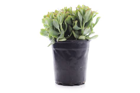 Succulent — Plants By Post