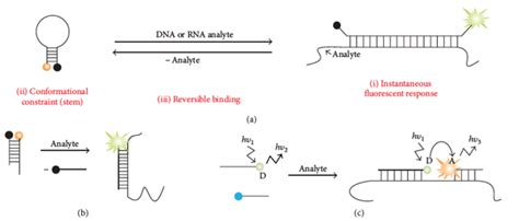 Molecular Beacons Dual Labeled Probes