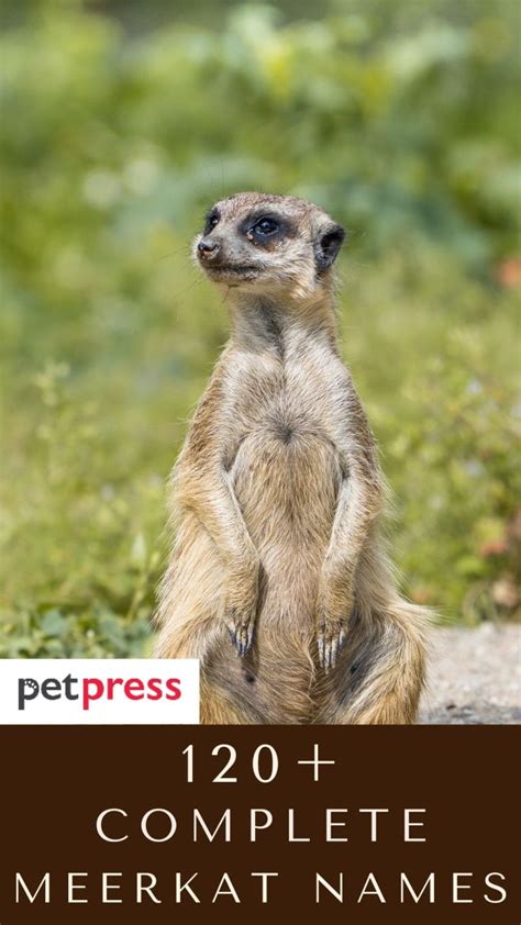 Top 200 Meerkat Names Unique And Cute Names For Your Meerkat