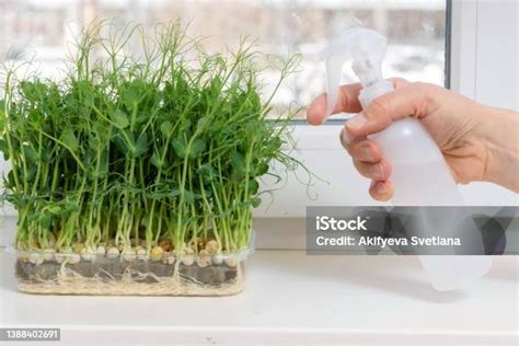 창턱 클로즈업에 완두콩 마이크로 그린의 육즙 젊은 촬영 겨울에 집에서 씨앗을 재배 0명에 대한 스톡 사진 및 기타 이미지 0명 날것 농장 Istock