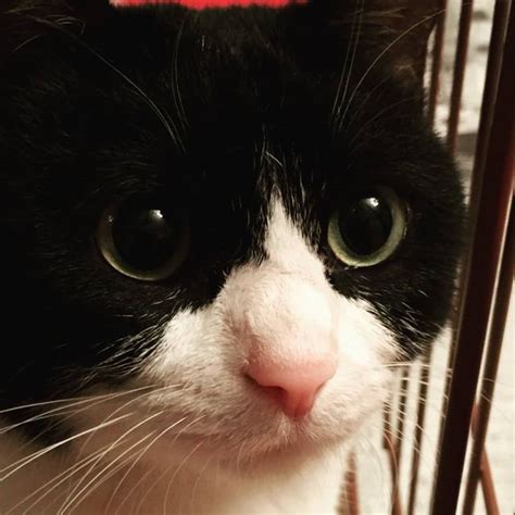 M Chibichibityo • Threads Say More M Chibichibityo • Threads Say More