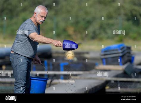 Worker Throwing Feeds To The Fish Stock Photo Alamy
