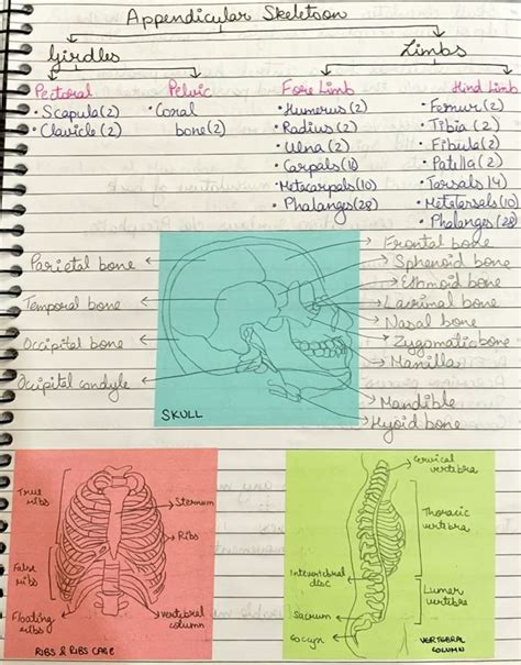 Appendicular Skeleton Biology Humor Biology Biology Notes