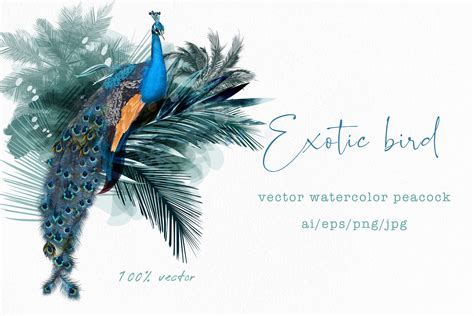 Indian Peacock Vector