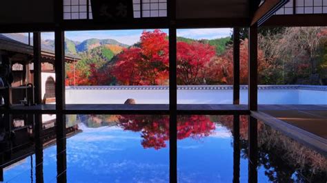 紅葉 宝徳寺 床もみじ 鏡床 群馬県 桐生市 168929734 の動画素材 アフロ