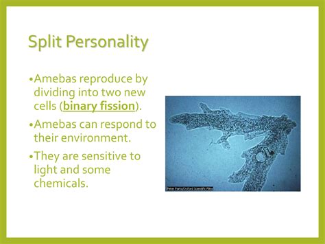 Introduction To Microscope And Types And Classification Of Protozoans Ppt