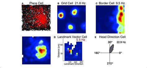 neural substrates of spatial navigation five examples of single