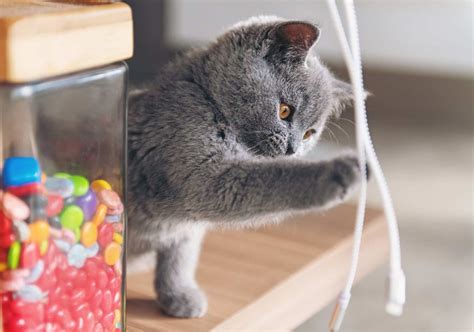 5 Reasons Why Cats Knock Things Over And How You Can Stop Them