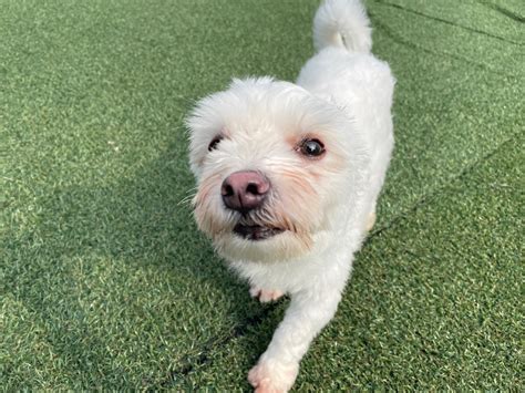 말티즈믹스뿌꾸 강아지책임분양 강아지분양 고양이분양 컴투펫 시츄 셔틀랜드쉽독 말티푸 미니핀 치와와 요크셔테리어 포메라니안