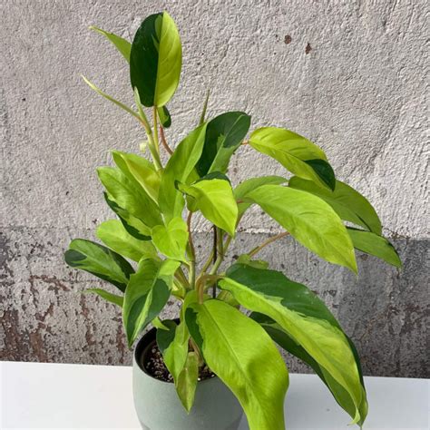 Philodendron Thai Sunrise Philodendron Plants We Love Aroids