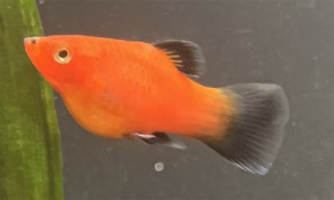 Platy Pregnant Or Sick Imgur