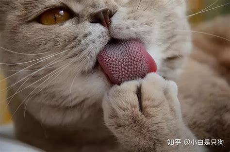 猫咪舌头学问大，还可以检查健康！ 知乎
