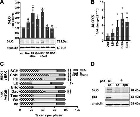 Three Dimensional Growth Reveals Fine Tuning Of 5 Lipoxygenase By Proliferative Pathways In