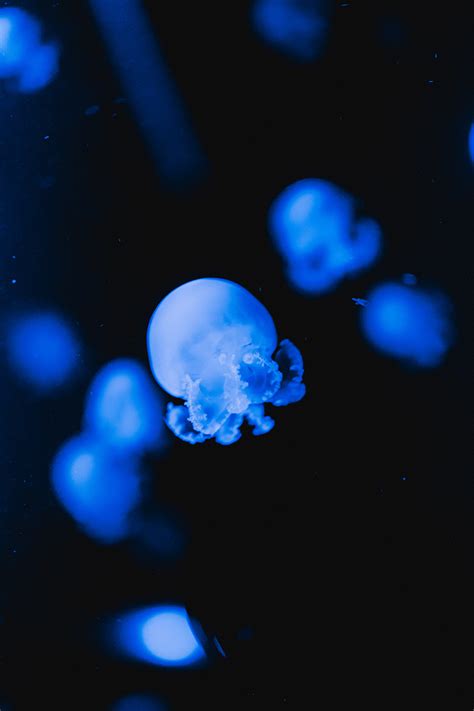 Flying Jellyfish Behance