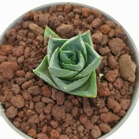 Agave Pixie 6 5 Cm Agavaceae Giromagi Vendita Piante Grasse