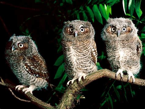 80 Сова обои на рабочий стол Hd Скачать Бесплатно картинки