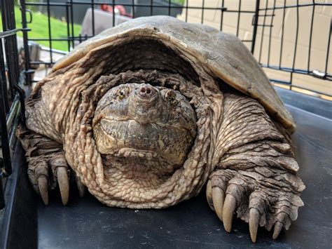 Biggest Snapping Turtle Ever Recorded