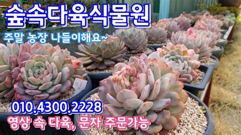 주말 농장나들이 숲속다육식물원 화이트그리니 예쁜집 묵둥이 국민다육 구경해요 시흥시 조남동 569ㅡ1 전화 01043002228 Korean