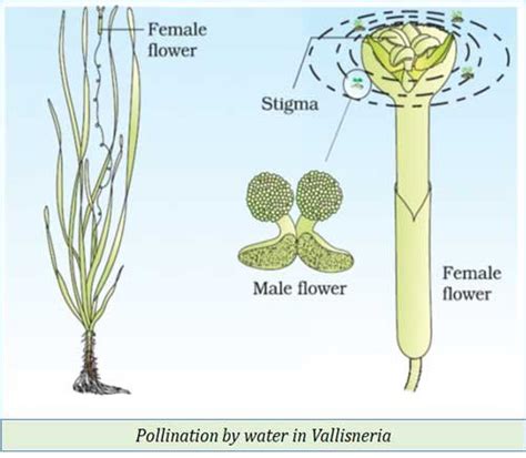 Plus Two Botany Notes Sexual Reproduction In Plants EasyBiologyClass