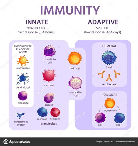 Innate And Adaptive Immune System Immunology Infographic With Cell Types Immunity Response