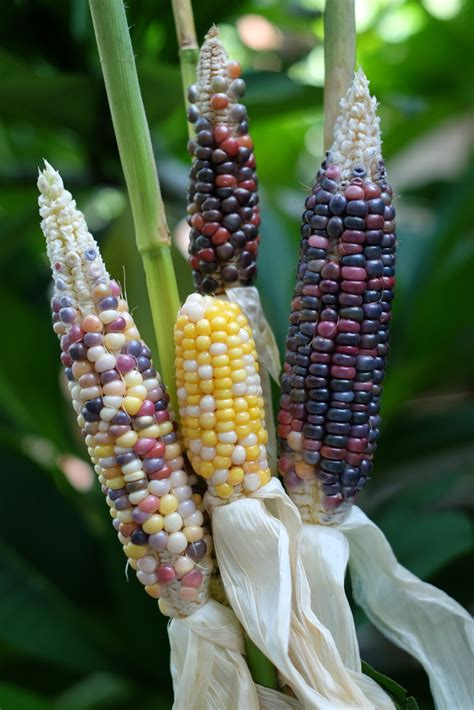 How To Grow And Use Glass Gem Corn The Most Beautiful Corn In The World