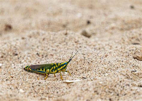 Painted Grasshopper Sitting On A Ground Before Flight Stock Image