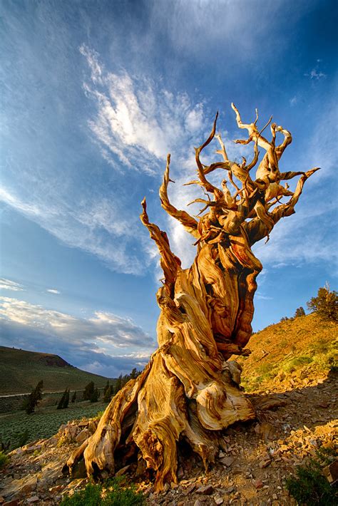 Methuselah Tree Facts