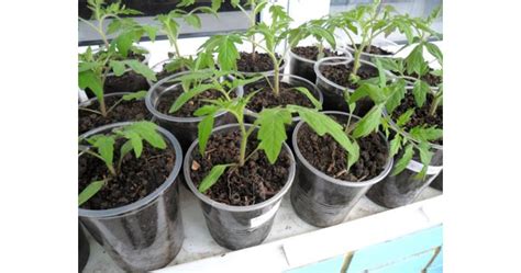 Засяване на ранни домати Български Фермер