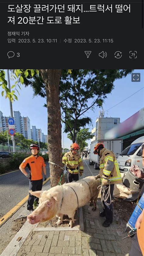 도살장 끌려가던 돼지트럭서 떨어져 20분간 도로 활보 인스티즈instiz 이슈 카테고리