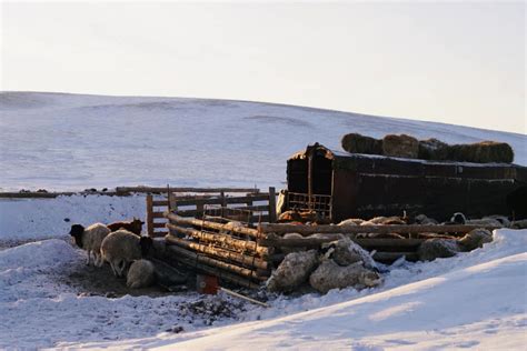 Дорноговь аймагт бэлдсэн өвс тэжээл хүрэлцээгүй тул малын хорогдол их гарчээ