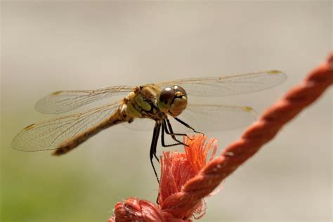 Libelle Una Mirada De Cerca A Una Libélula En Una Flor