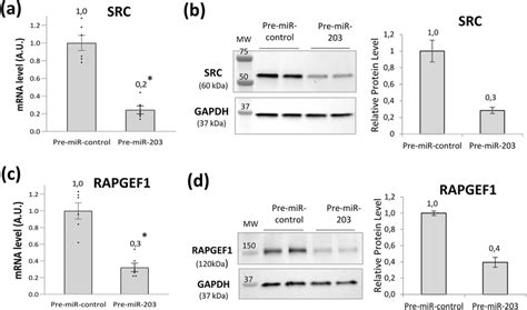 Expression Of Src And Rapgef1 After Mir 203a 3p Overexpression In