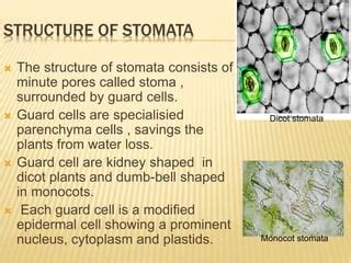 Morphological Identification Of Stomata By Subhashree Pptx
