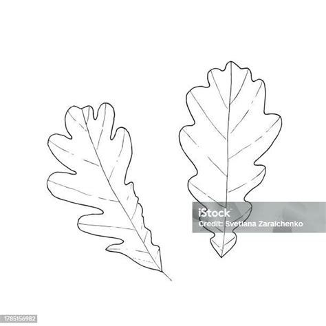 떡갈나무 잎 세트입니다 윤곽선 그리기 손으로 그린 벡터 그림입니다 디자인 요소 색칠 카드 인쇄 포장 초대장 명함 광고 0명에