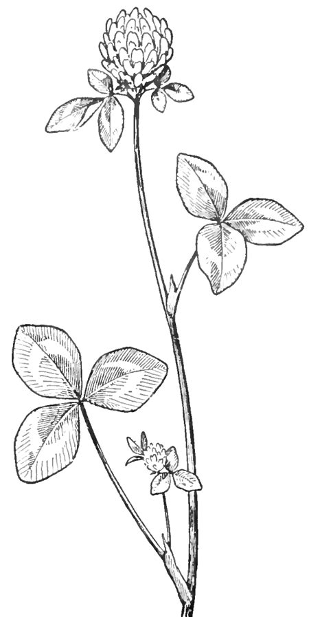 How To Draw Clover Blossoms Step By Step Flower Drawing Tutorial
