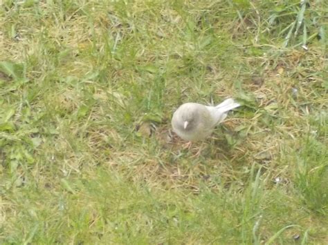 Leucistic Junco Feederwatch