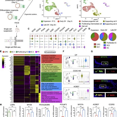 single cell rna seq scrna seq reveals the main cell types of cochlear download scientific