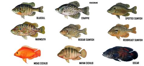 Best Fish Species 1 List Of Freshwater Fish Species In Us