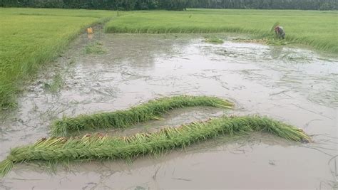 အမာမြို့အတွင်း ကျေးရွာများ၌ စပါးမျိုးနှုတ် အငှားလိုက်သူများ မိသားစုစားဝတ်နေရေး အဆင်ပြေ