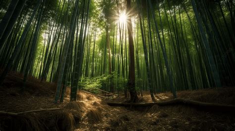 태양이 나무 사이로 들어오는 대나무 숲의 이미지 백라이트 대나무 숲 고화질 사진 사진 공장 배경 일러스트 및 사진 무료