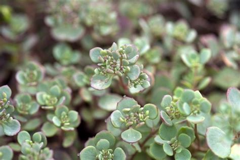 Hylotelephium Cauticola Coca Cola Cliff Dwelling Stonecrop Bbc