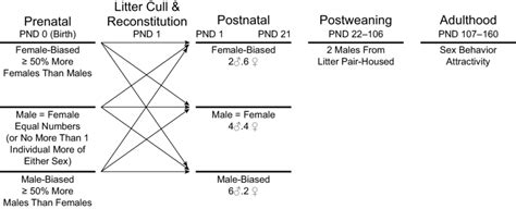 Diagram Of The Experimental Design Used To Determine The Effects Of Download Scientific Diagram
